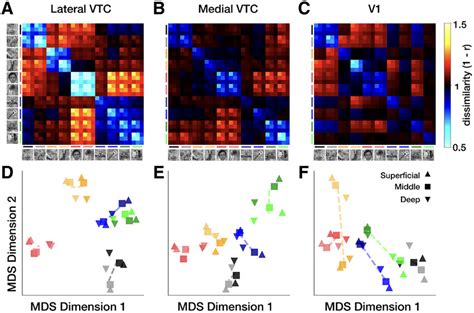 Representational Structure In Lateral And Medial Vtc Group Averaged Download Scientific