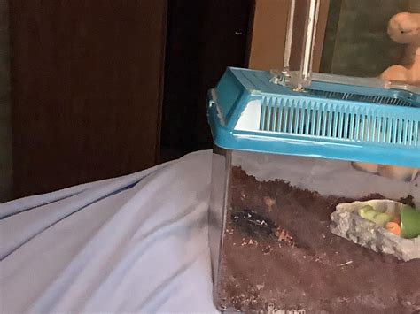 Roach Love ️ Is My One Hissing Cockroach Cage Good I Have Coconut Fiber