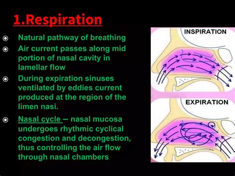 Physiology Of The Nose Pptx
