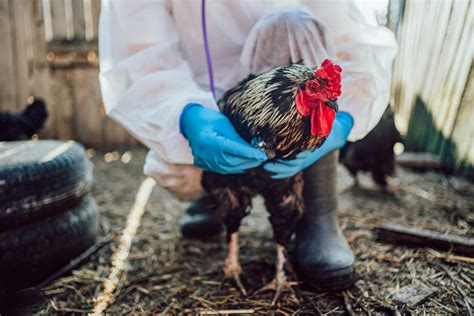 Understanding Bird Flu In Chickens Symptoms And Prevention City Life