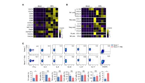 Mjs In Mpe Interact With T Cells And Promote The Differentiation Of Th1