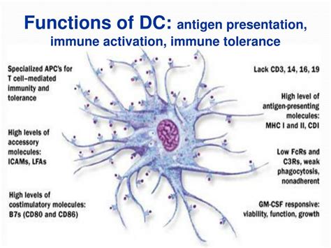Ppt Antigen Presenting Cells And Antigen Presentation Powerpoint