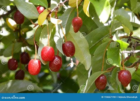 Elaeagnus Multiflora Goumi Gumi Natsugumi Or Cherry Silverberry