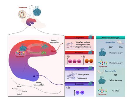 Beyond Hippocampal Neurogenesis Unraveling The Importance Of