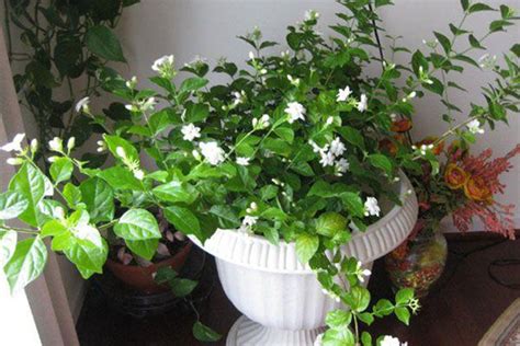 راهنمای پرورش و نگهداری از گل یاسمن و آشنایی با انواع یاسمن یاس ستاره