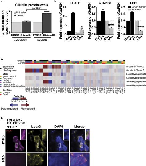 Lpar3 And β Catenin Co Expression And Activation During Early