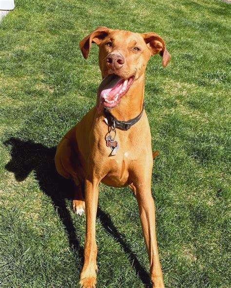 Vizsla Mixes 25 Loyal Crossbreeds Youll Love