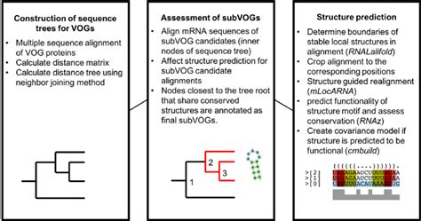Overview Of The Analysis Of Conserved Rna Structures In Vogs Download Scientific Diagram