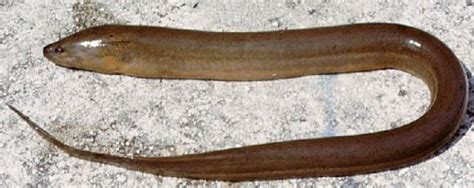 Swamp Eel Alchetron The Free Social Encyclopedia