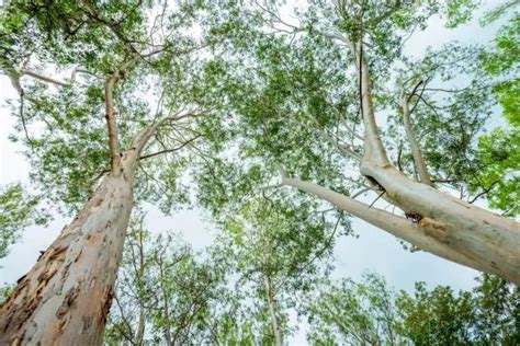 How To Grow Eucalyptus Tips For Small Gum Trees Seasol