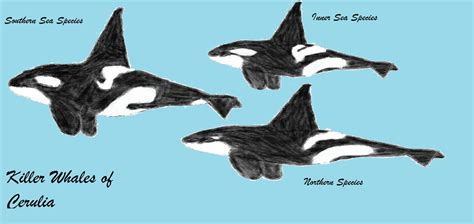 Killer Whales Of Cerulia By Ottergod96 On Deviantart