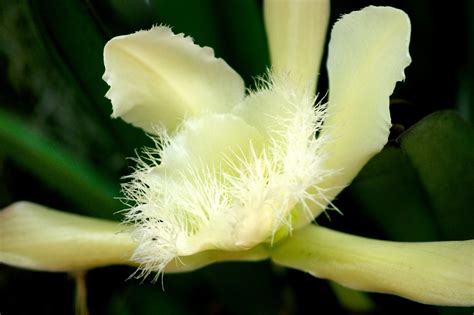 Pensamientos Maupinianos Rhyncholaelia Digbyana Flor Nacional De