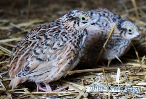 Italian Golden Coturnix Quail Quails Japanese Quail