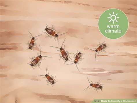 5 Ways To Identify A Cockroach Wikihow