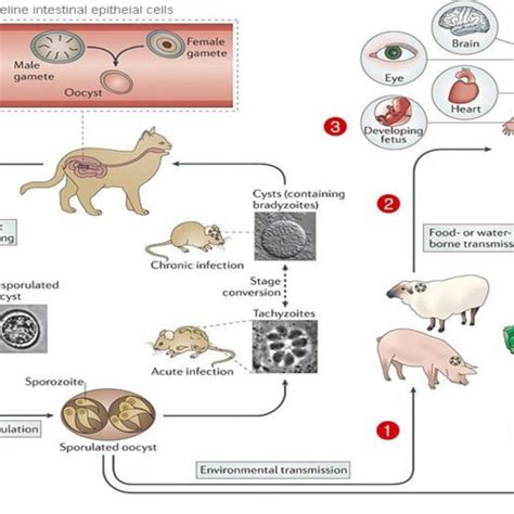 5 Life Cycle Of Toxoplasma Gondii With Three Different Transmission Download Scientific