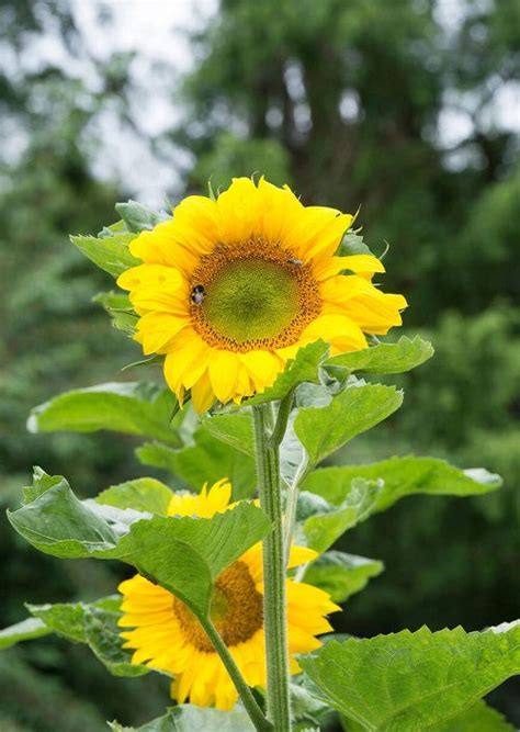 15 Giant Sunflower Varieties For The Garden Balcony Garden Web