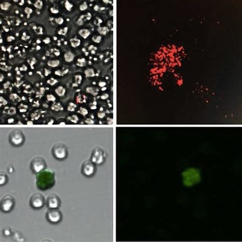 Upper Panel Single Endothelial Progenitor Cell With Double Marker
