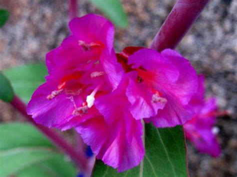 Ruby Chalice Clarkia Photos Page 1