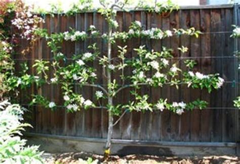 Искам да засадя ябълки палмети Български Фермер