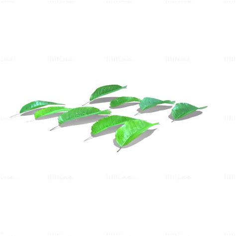 Cherry Leaves 3d Model