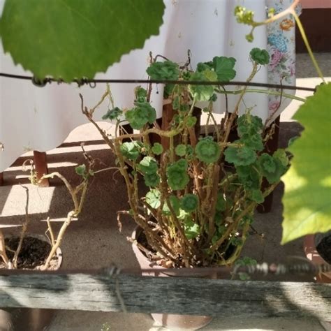 Ljubica Maričić Youtube