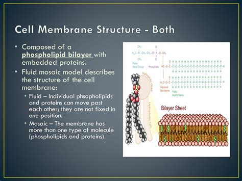 Cellular Design Ppt Download