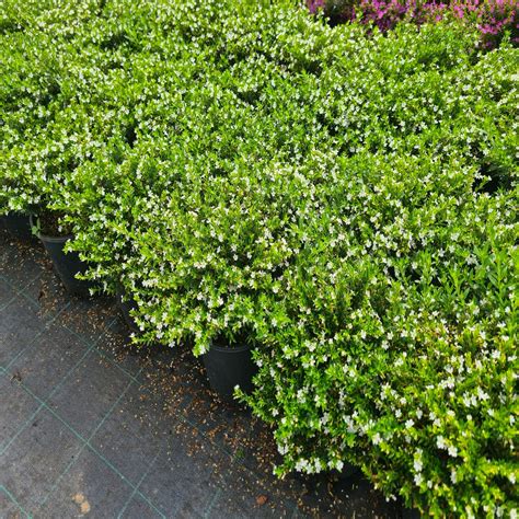 Cuphea Hyssopifolia White Buy White False Heather Sydney Online The Australian Plant Shop