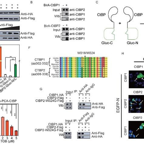 Ctbp Dimerization In Living Cells A Co Ip Assay Of The Ctbp1 Ha And