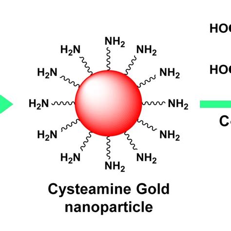 Schematic Diagram Detailing The Preparation Of Cys Au Eu Nps