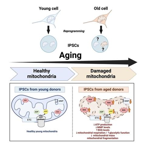 Human Ipscs From Aged Donors Retain Their Mitochondrial Aging Signature