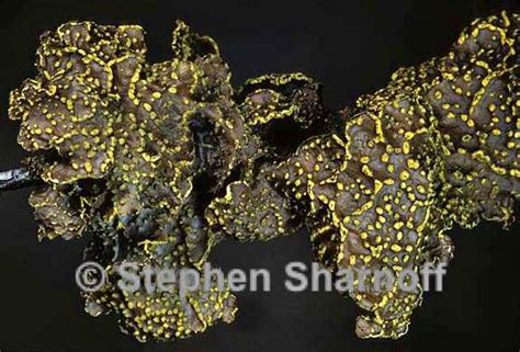 Pseudocyphellaria Crocata