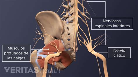 Inervación Y Función Del Músculo Del Nervio Ciático Spine Health