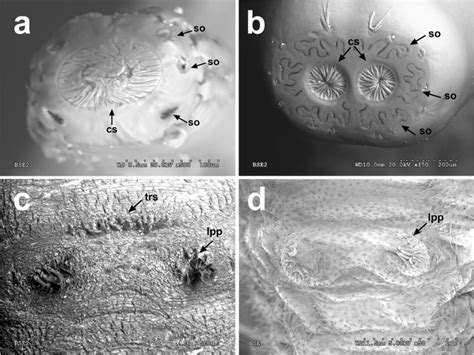Sem Photos Of The Spiracular Plate A B Of The Larval Posterior Download Scientific Diagram
