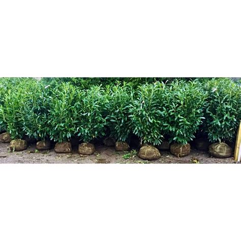 Buy Skip Laurel Online Bay Gardens Online Nursery Bay Gardens