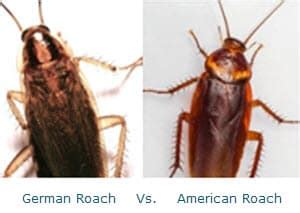 The German Vs American Cockroach Guide North Fulton Pest Solutions