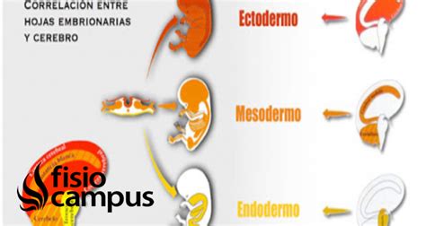 Endodermo Qué Es Cómo Se Forma Ubicación Función Y Qué órganos Forma