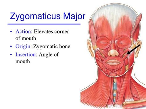 Zygomaticus Major And Minor Zygomaticus Major And Minor