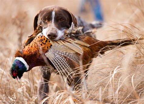 Охотничьи породы собак