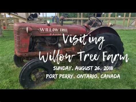 Visiting Willow Tree Farm Youtube Tree Farms Willow Tree Willows Farm