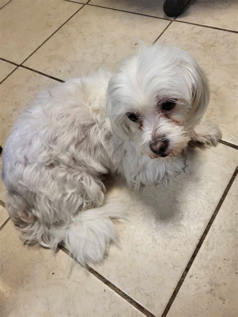 Adopt Snow Drop Today Find Paw Pal