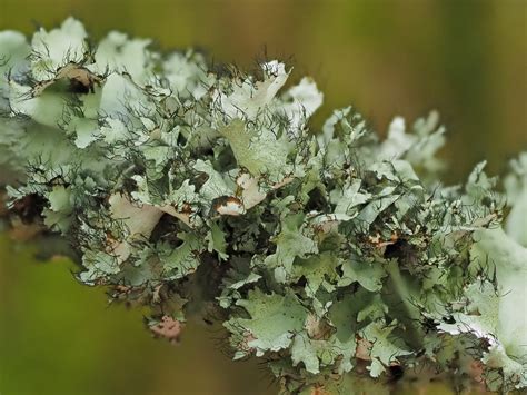 Lichen Survives On Outside Of International Space Station Explorersweb