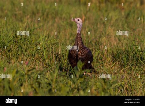 Turkey Long Beard At George Buttenshaw Blog