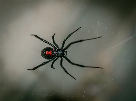 Everything To Know About Black Widow Spider Bite Sentinel Pest Control