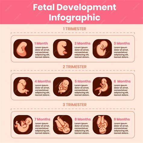 Fetal Development Month 5