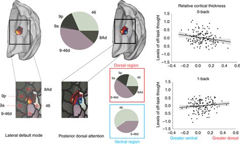 The Structure Of Left Dlpfc Supports Individual Differences In Download Scientific Diagram