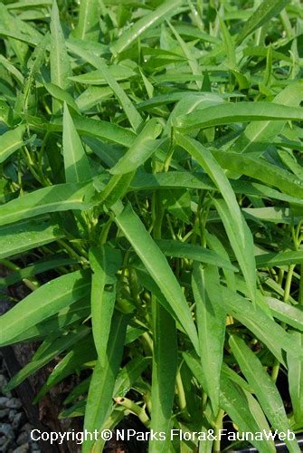 Nparks Ipomoea Aquatica
