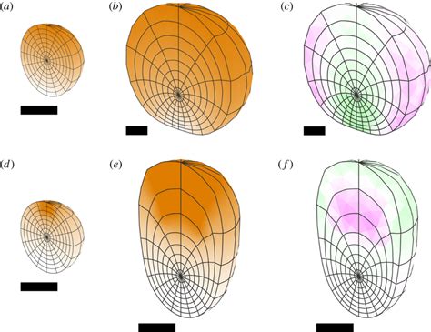 Gradients Of Isotropic Specified Growth In A Sphere Ac A Linear