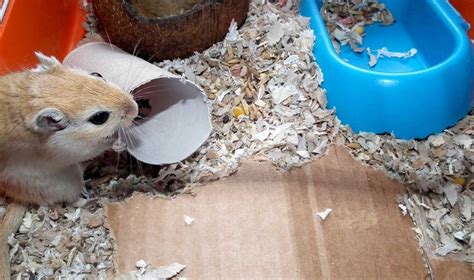 Liivahiir Neeme Anu Salapärane Kadumine Eesti Ekspress