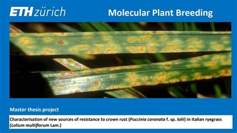 Master Thesis Project