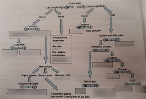 Diagram Of Bacterial Flowchart Quizlet